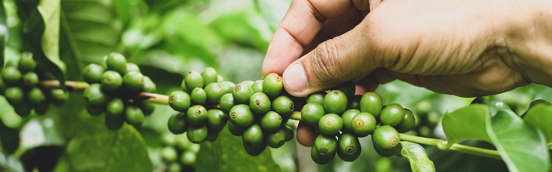 ¿Conoces el café robusta? - Caracas quiere Café